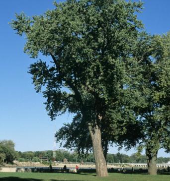 Maple, Silver | Million Trees